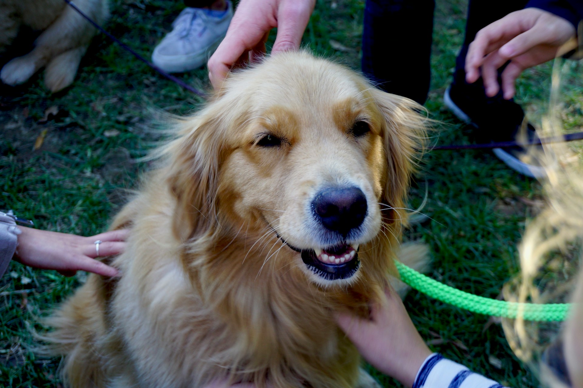How Golden Retrievers Excel as Therapy and Assistance Dogs